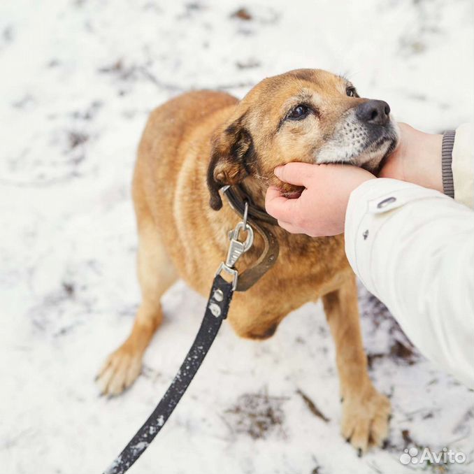 В добрые руки особенный пёс Пират