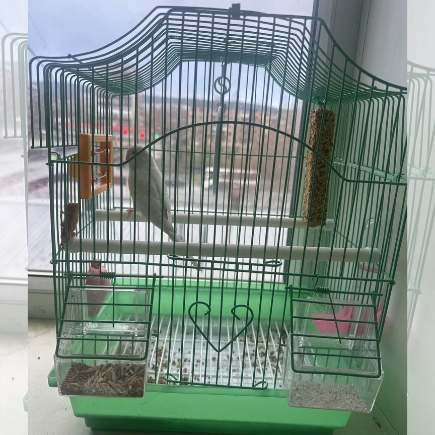 Продам волнистого попугая девочка с клеткой