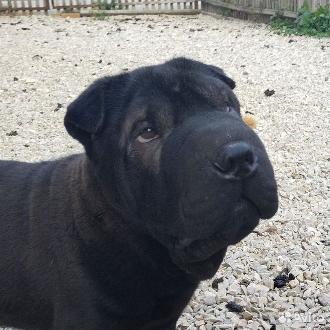 Щенок Шарпея, голуболиловогенный мальчик