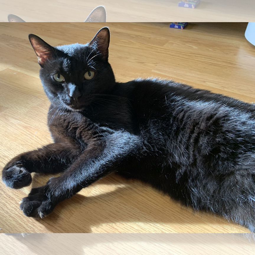 Взрослый кот в добрые руки