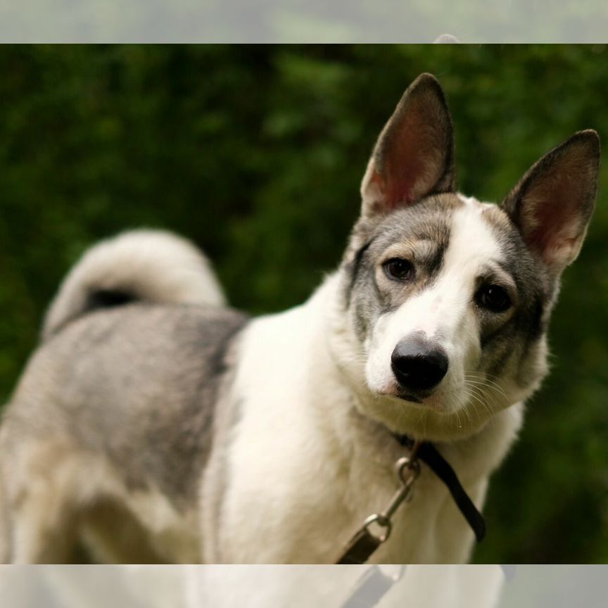 Взрослая собака в добрые руки