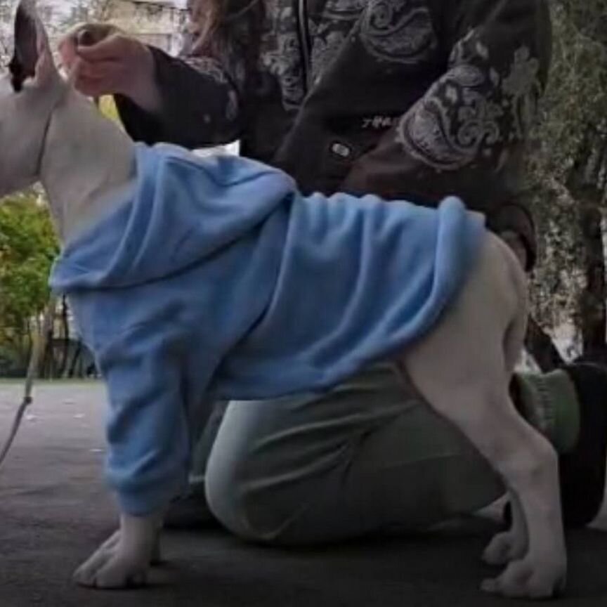 Одежда для собак Толстовка флисовая термо