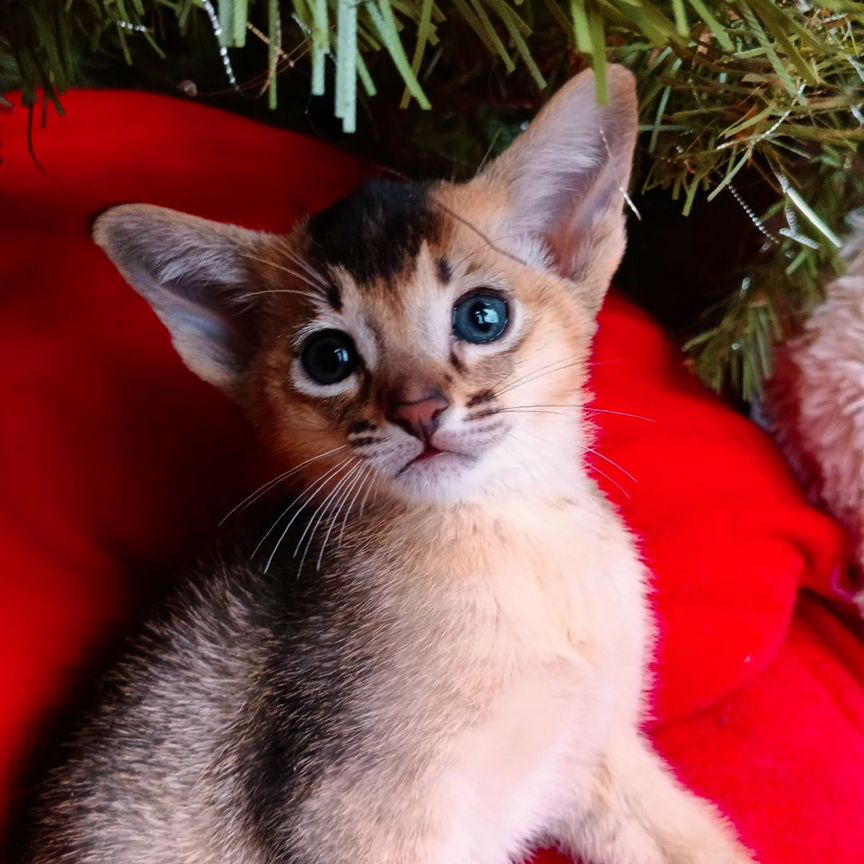 Абиссинский котёнок