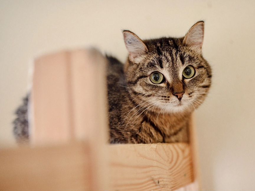 Брусничка ищет дом