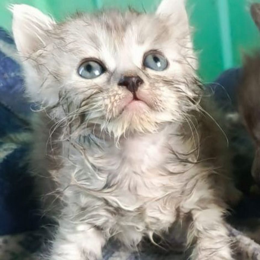 Котята в хорошие руки