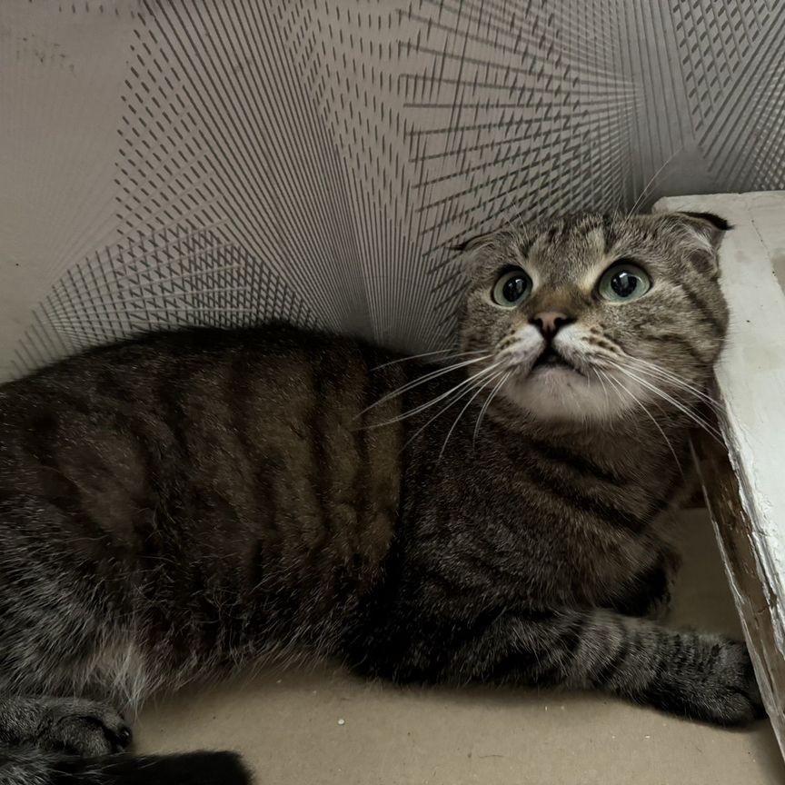 Шотландская вислоухая кошка