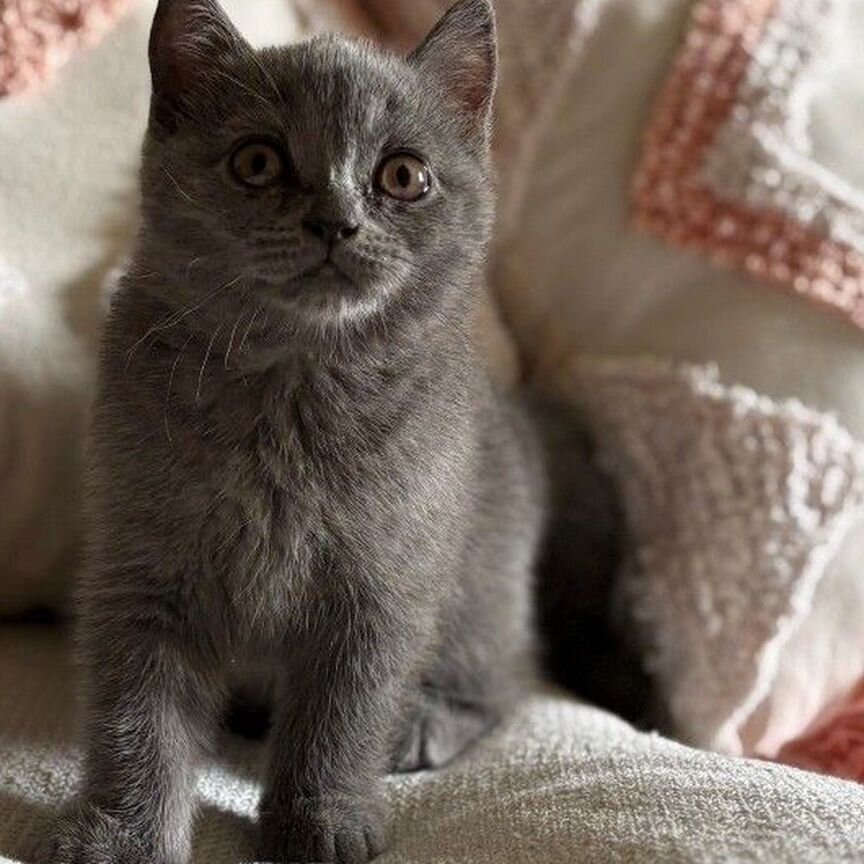 Британский короткошёрстный котёнок