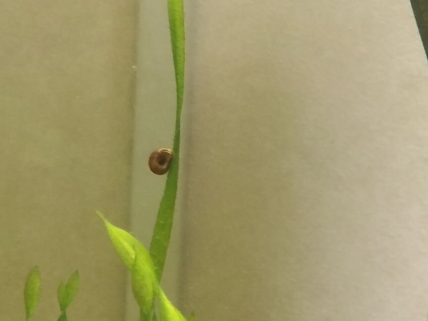 Улитки аквариумные катушки