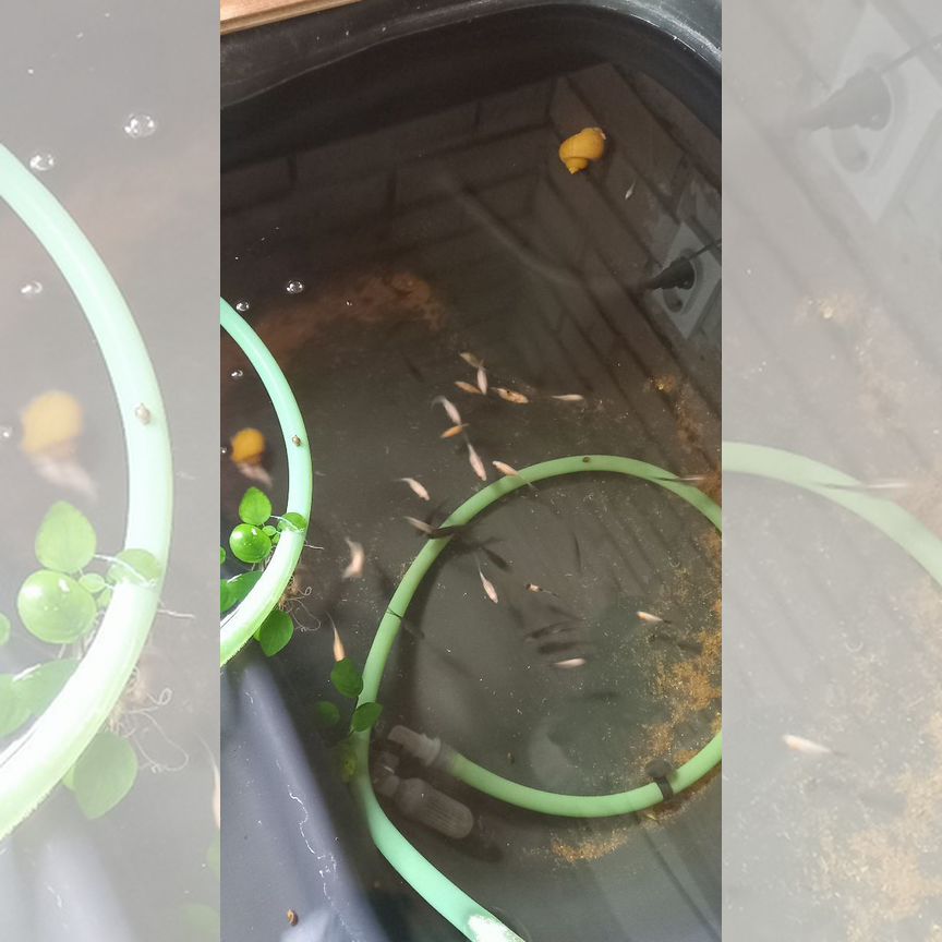 Золотые рыбки кометы