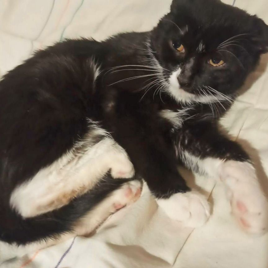 Котик Крош