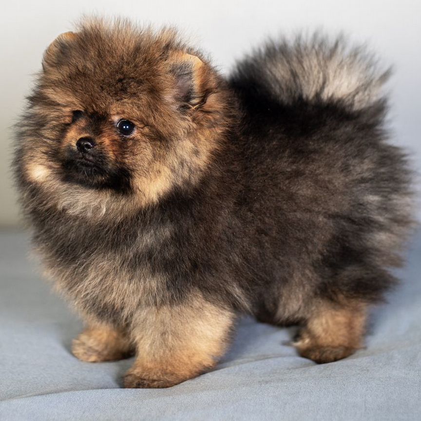 Померанский шпиц, щенок
