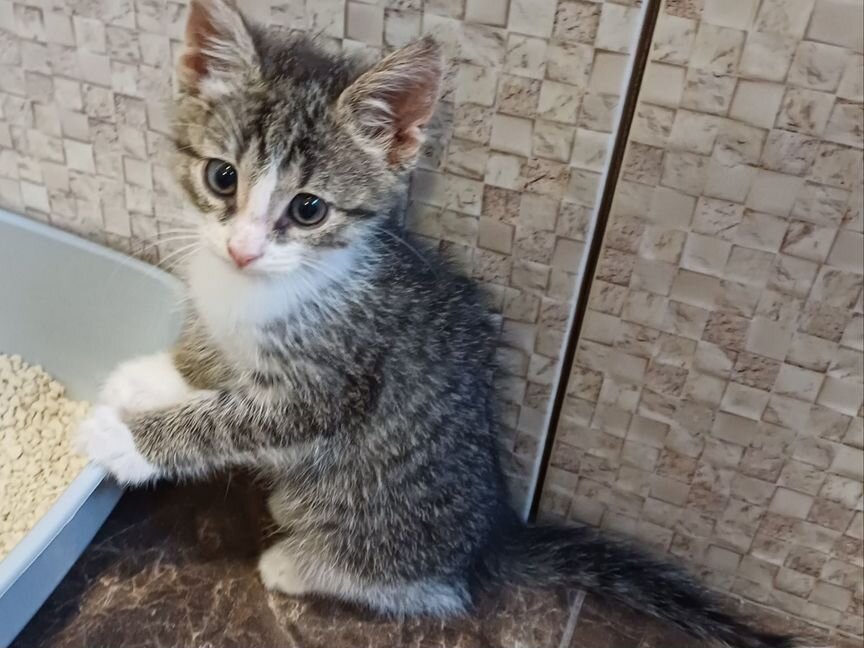 Очаровашка 1.5 мес