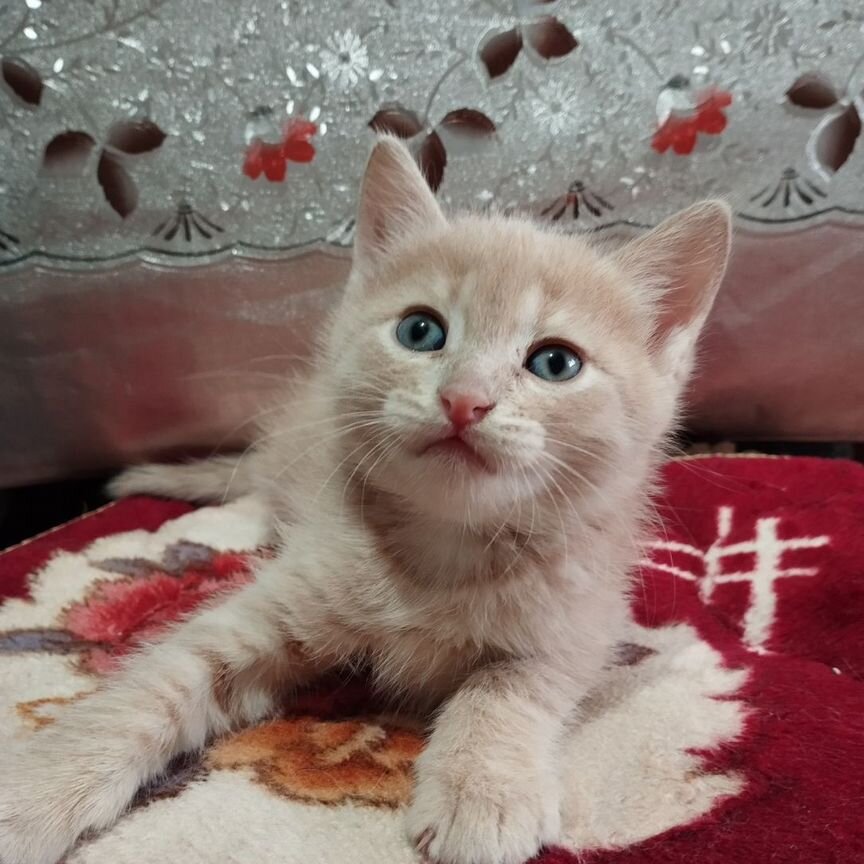 Котята в добрые руки бесплатно