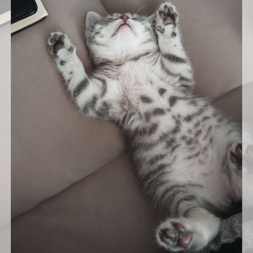 Кошечка
