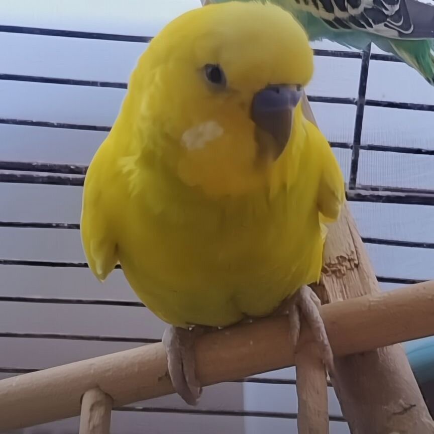 Волнистый попугай. Самец