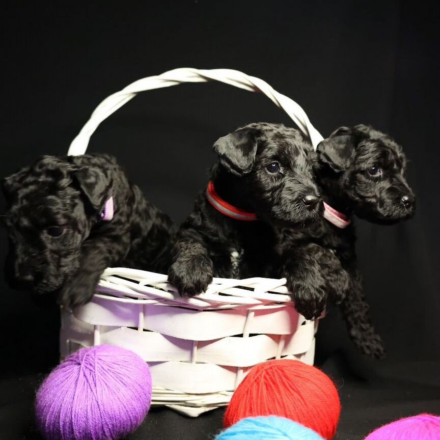 Щенки керри блю терьерпродаю