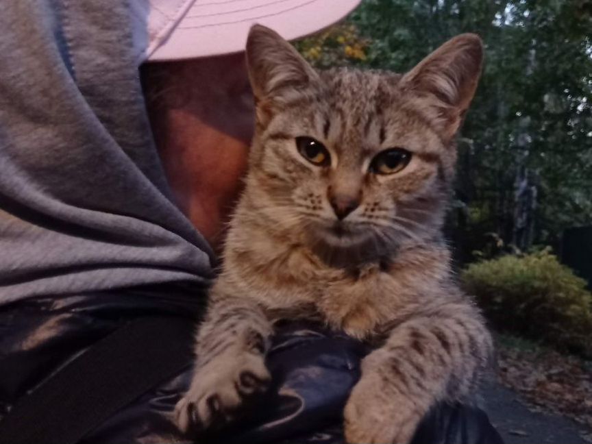 Котёнок девочка ищет хозяев