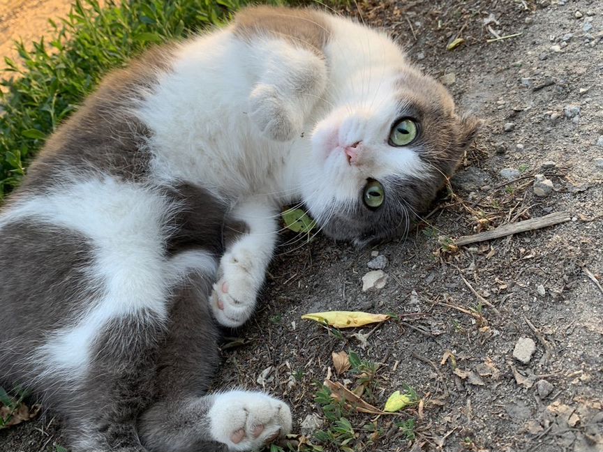 Вислоухая кошка в добрые руки