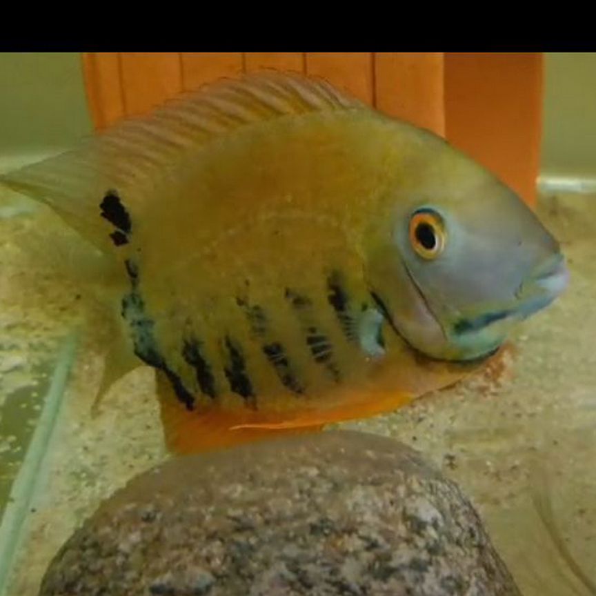 Хромис ексул и другие виды цихлид