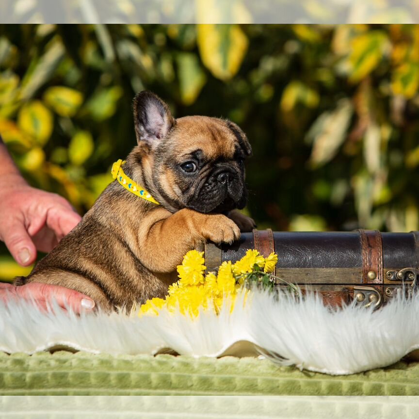 Французский бульдог щенки ярких окрасов