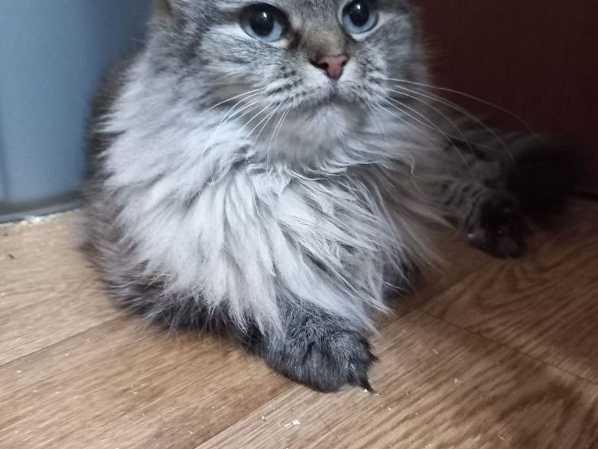 Кошка