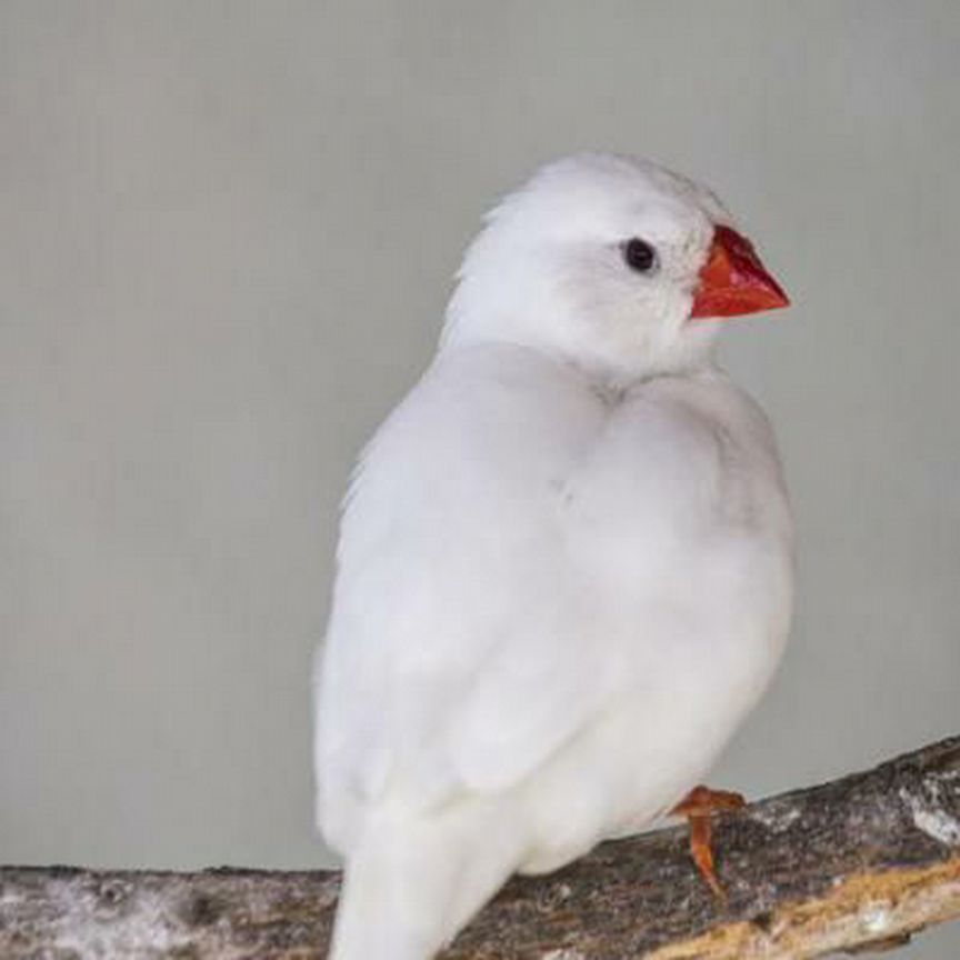 Амадин (девочка)