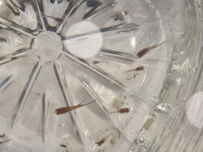 Малек гуппи