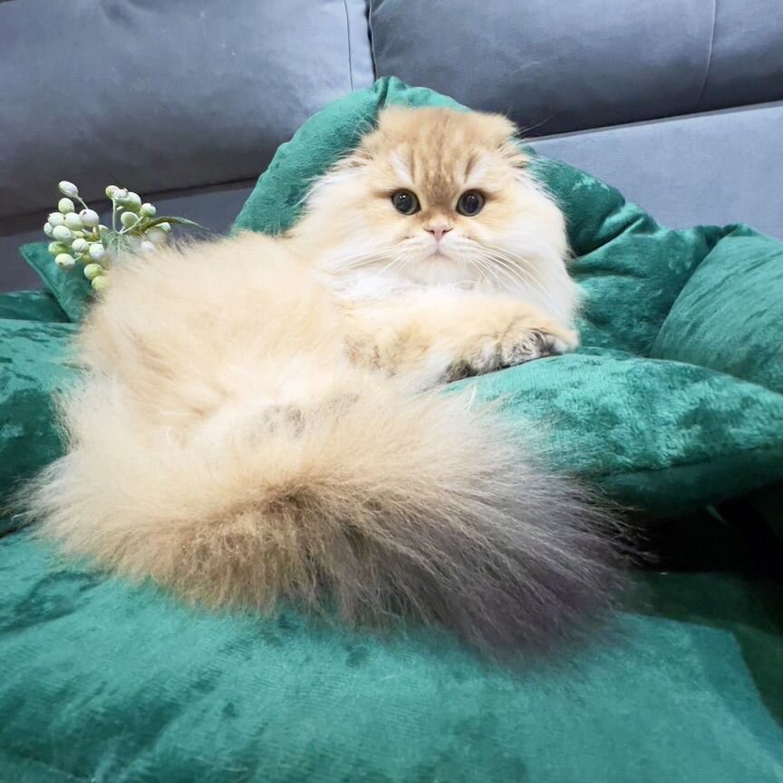 Шотландские котята золотые шиншиллы