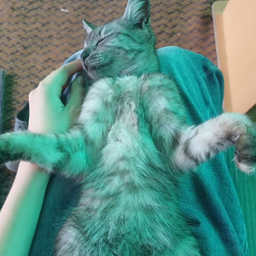 Продам кошку