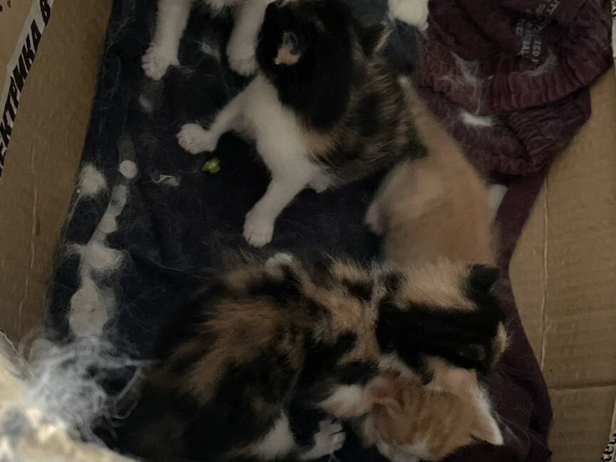 Отдам котяток