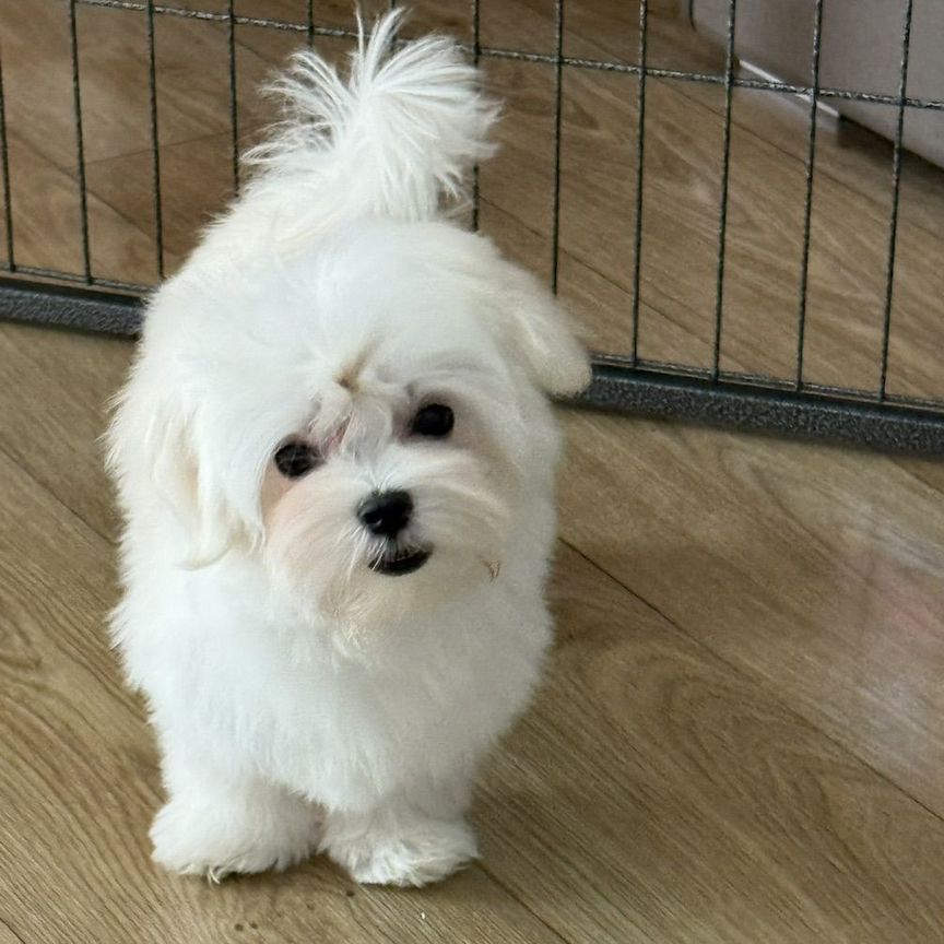 Мальтийская болонка, щенок