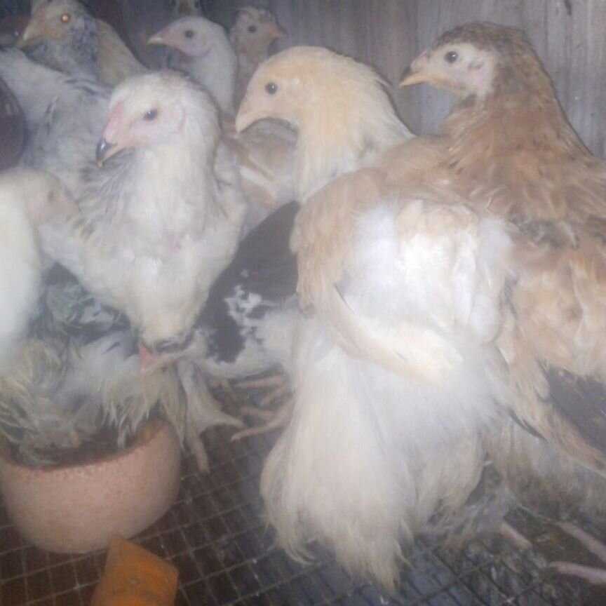 Цыплята брама