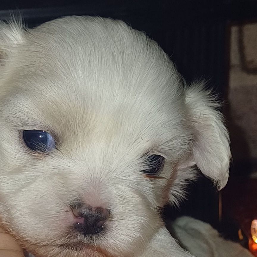 Чудо природы мальтипу