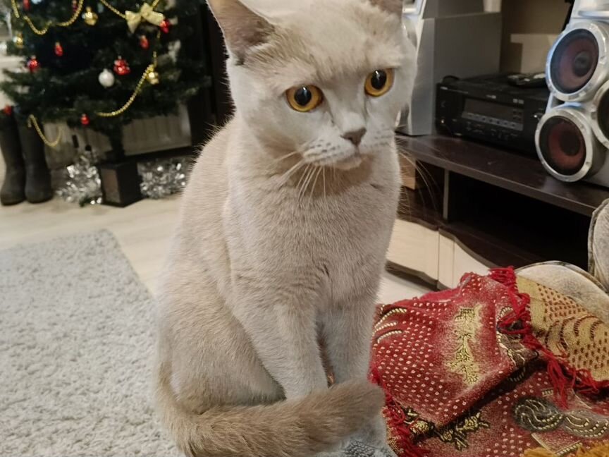 Шотландская кошка