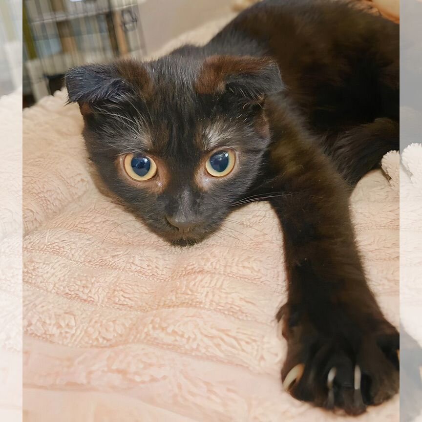 Котёнок в добрые руки