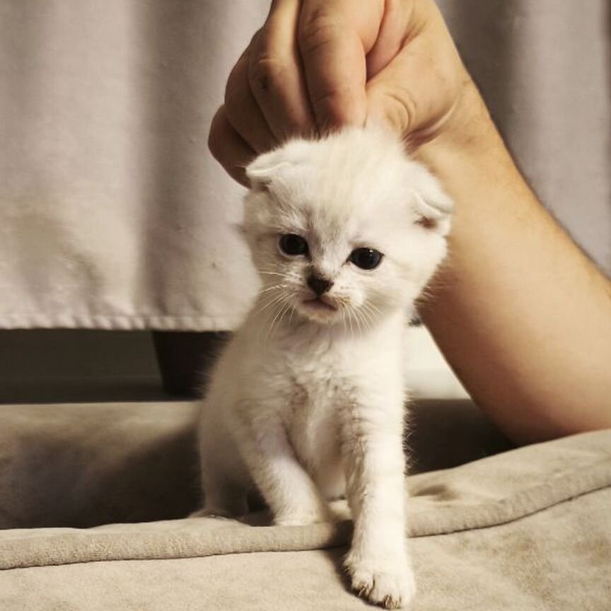 Шотландский вислоухий короткошёрстный котёнок