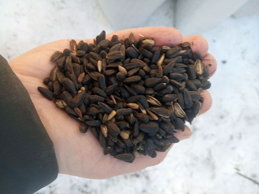 Семечка кормовая