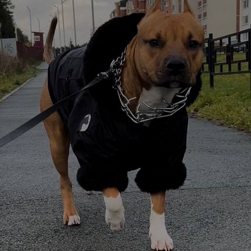 Американский стаффордширский терьер на вязку