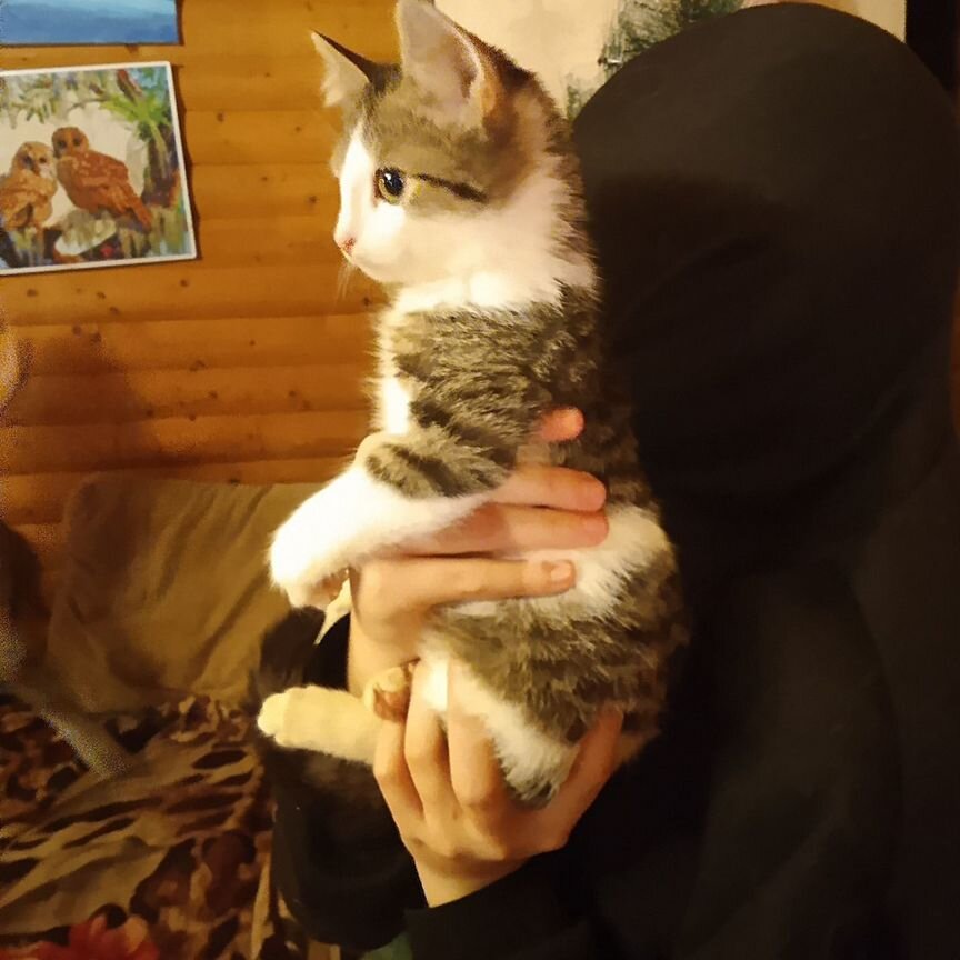 Котёнок в добрые руки