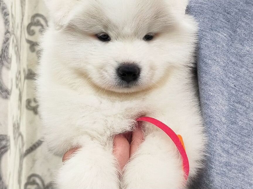 Самоедская лайка