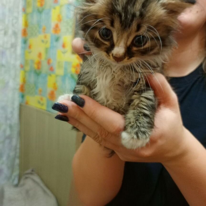 Котенок