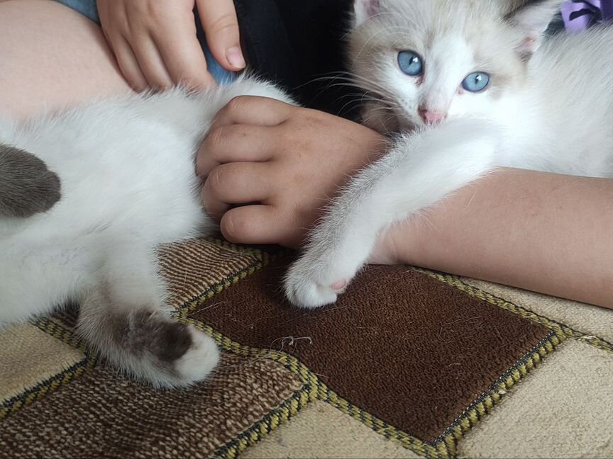 Котята в добрые руки