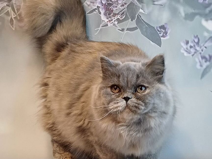 Британская кошка, 7 месяцев