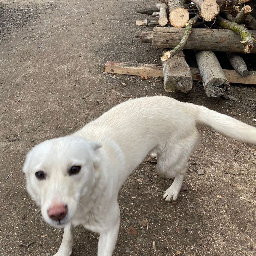 Молодая белая красавица, метис