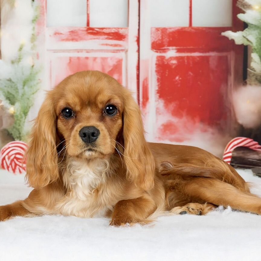 Кавалер кинг чарльз спаниель