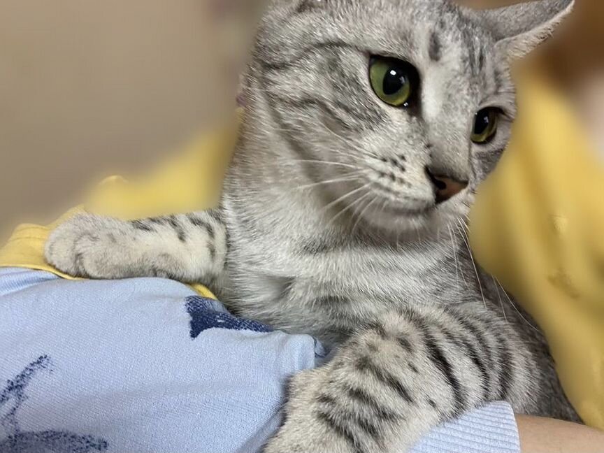 Алисонька ищет свою семью