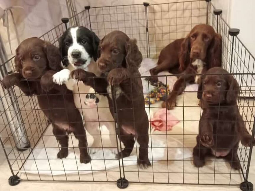 Продам щенков русского охотничьего спаниеля