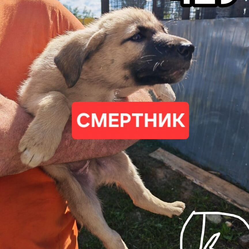 Щенок в добрые руки
