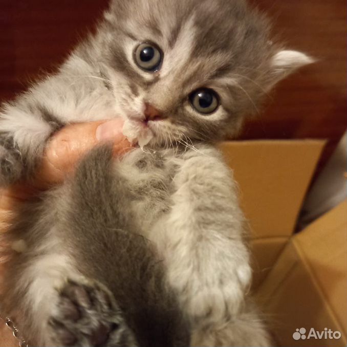 Котята 1 мес