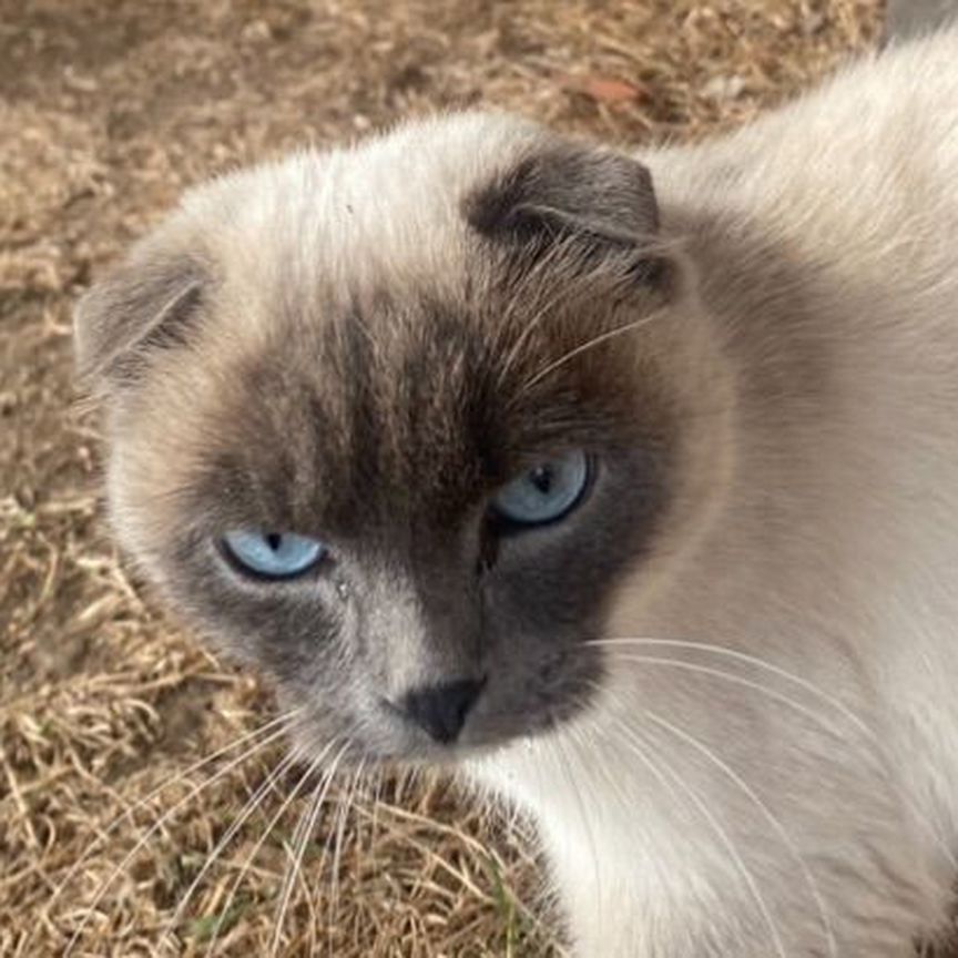 Кошки в добрые руки